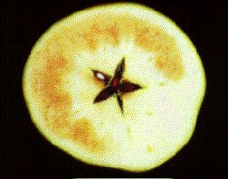 not extraordinary note..: chilling injury of horticultural crops