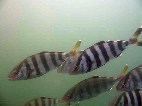 Fish Index: Banded Rudderfish (Seriola zonata)
