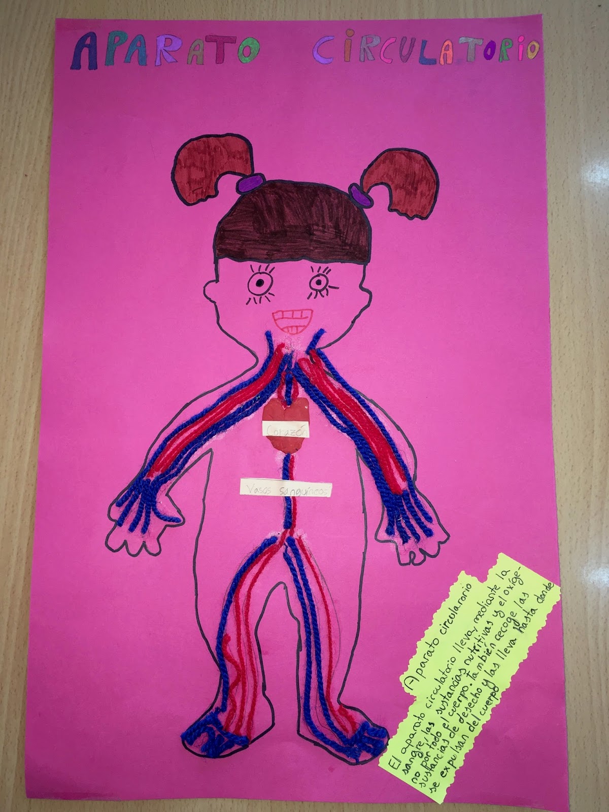 Los listillos de la clase: PROYECTOS DEL CUERPO HUMANO 3º Y 4º