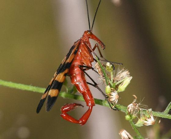 Paramédico de Cabecera: Escorpión Volador (alacrán volador)
