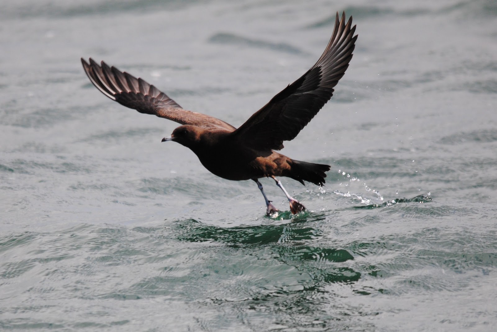 Arctic Skua New Facts And Photos | All Wildlife Photographs
