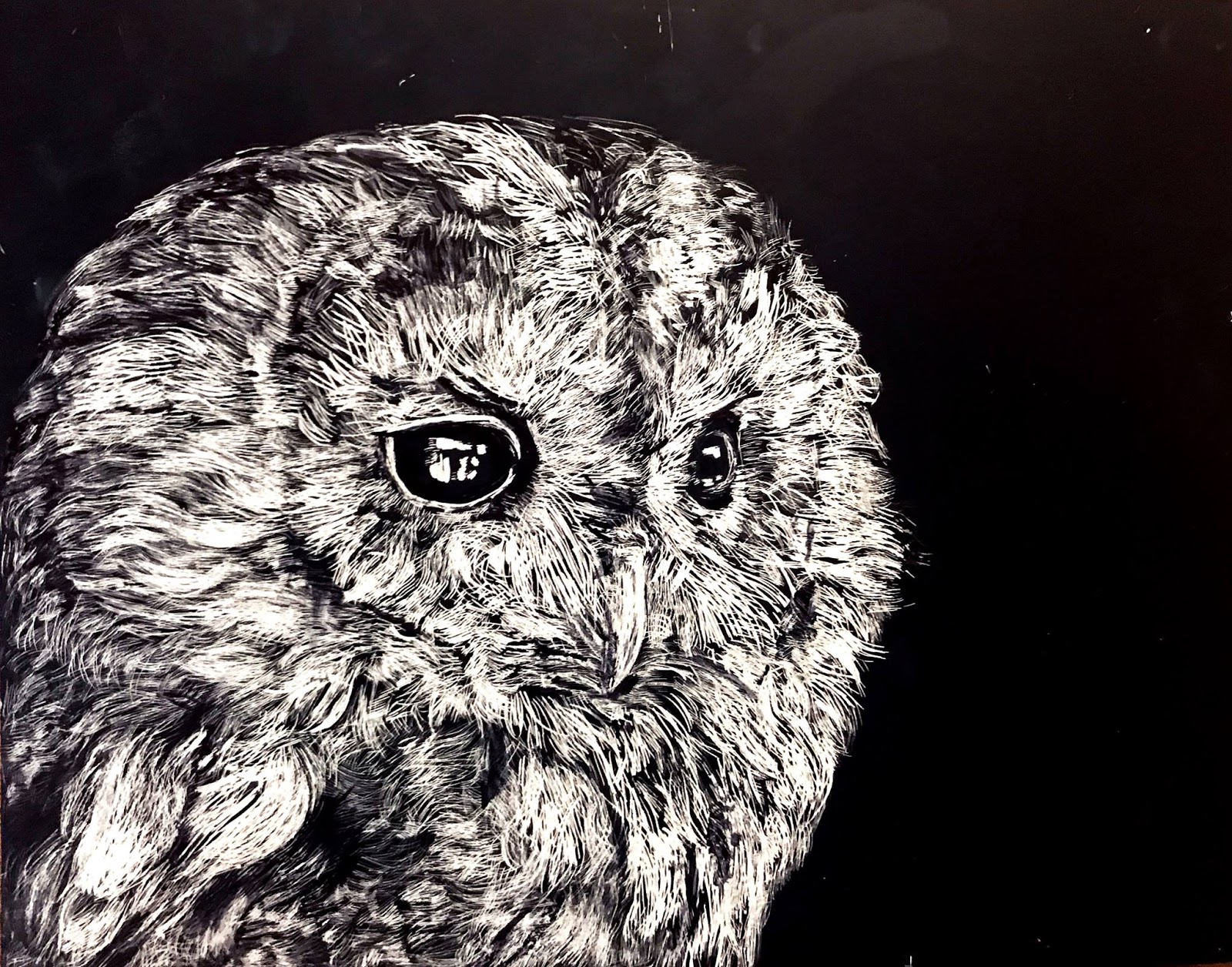 SCRATCH ART OWLS
