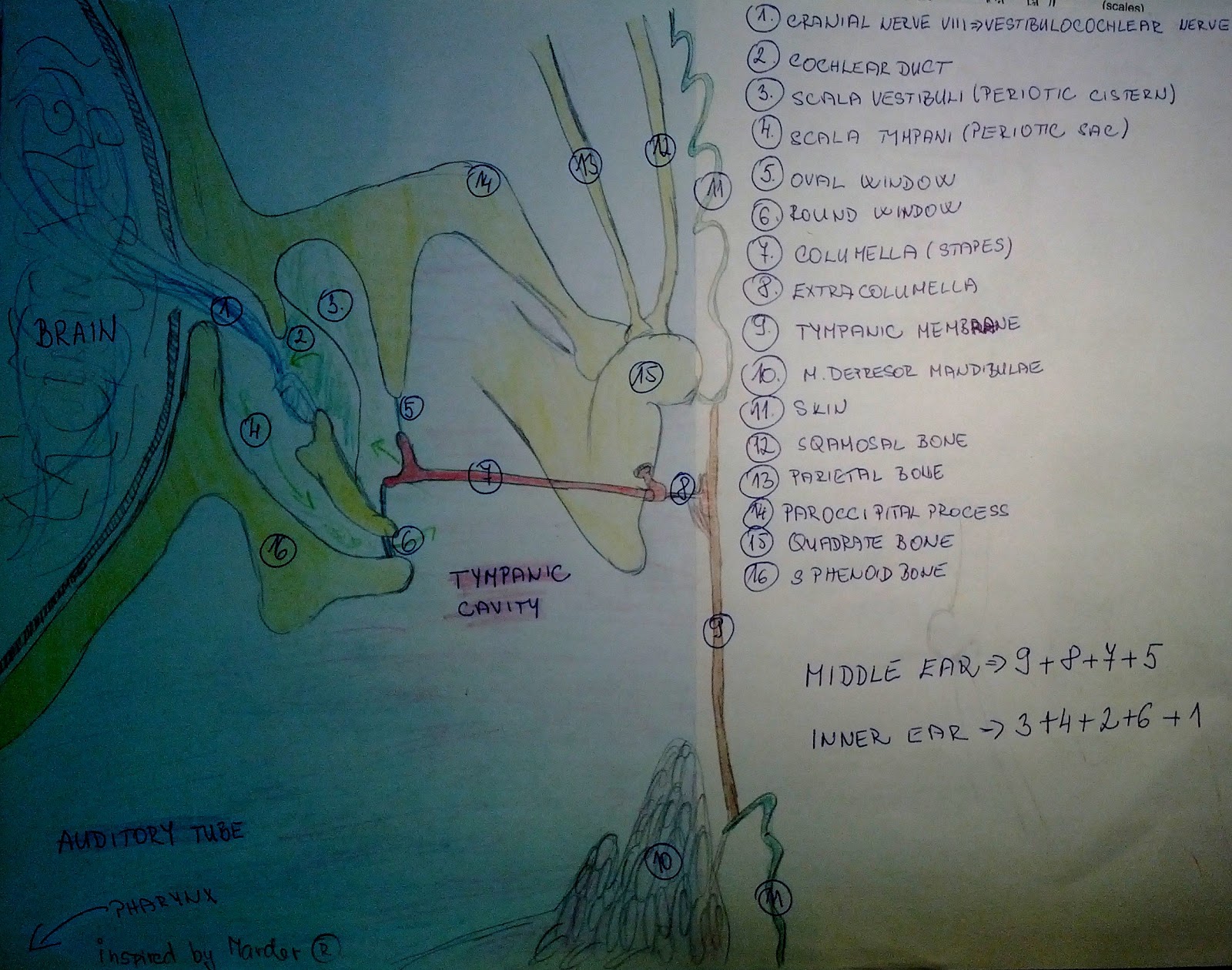 Reptiles & exotic pets