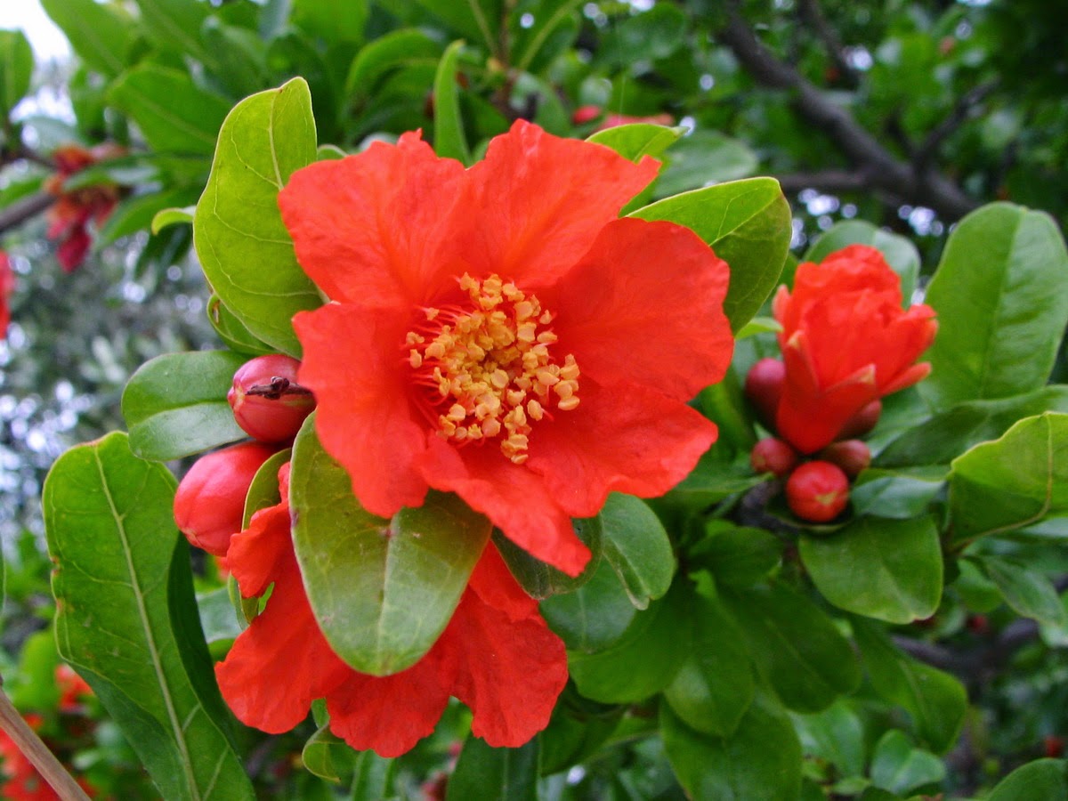 LA MULTI ANI, ROMANIA!: Flori de rodie