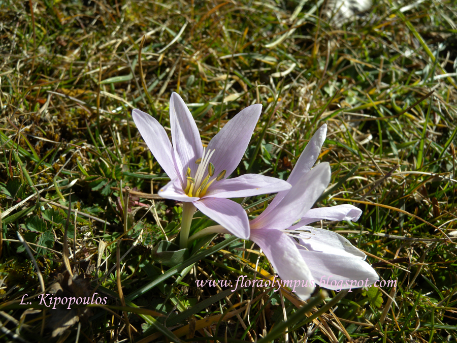 αγριολούλουδα του Ολύμπου: Colchicum bivonae