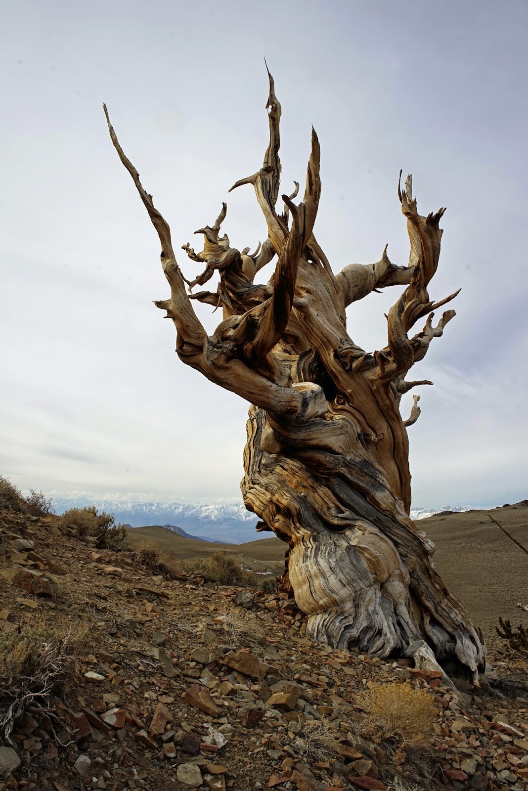 Mid Sierra Musings: Ancient Bristlecone Pine Forest