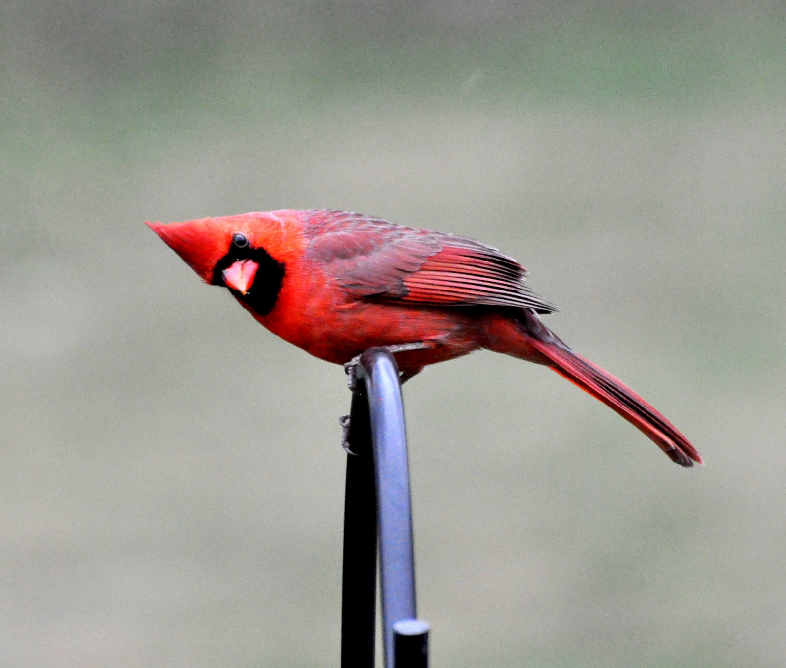 Red-shouldered Hawks of Tingsgrove and Beyond: Kentucky State Bird ...