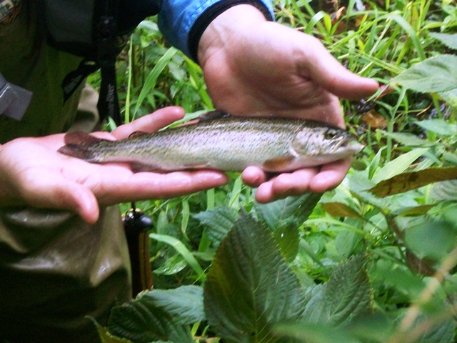TENNESSEE FLY FISHING: Duck River July 2012