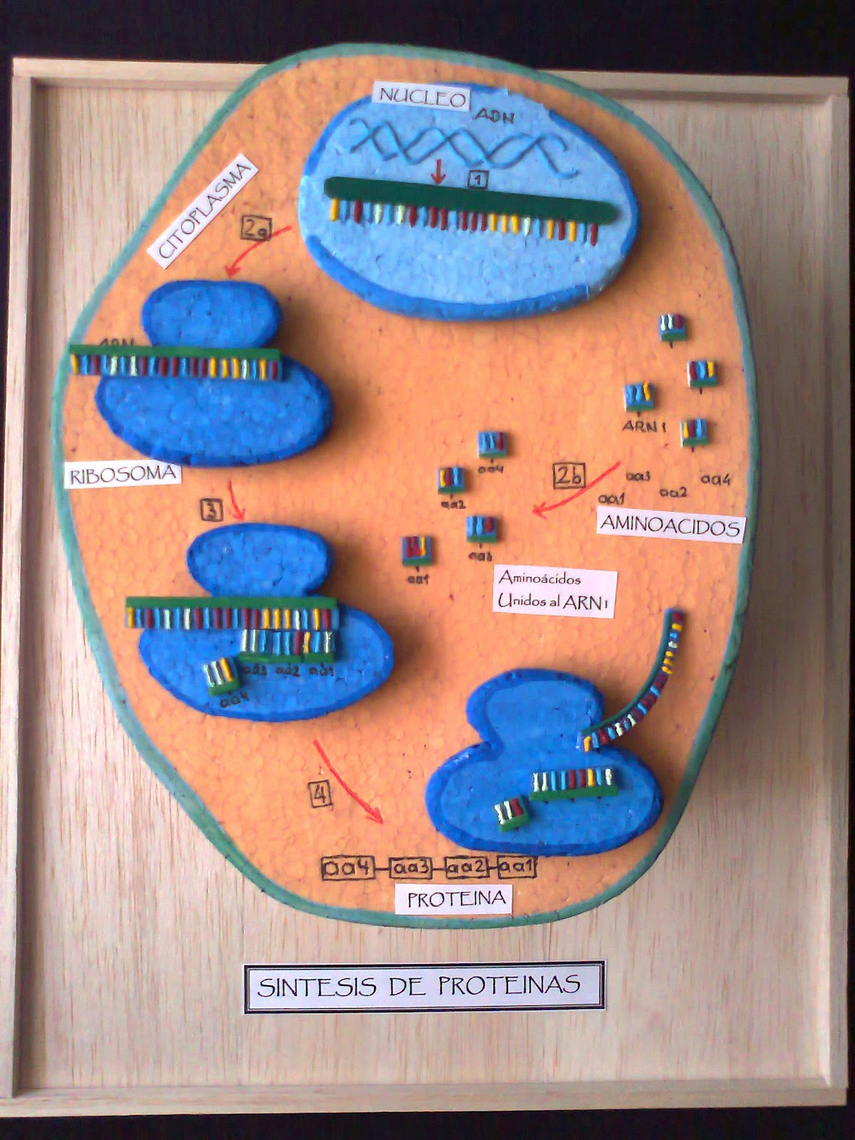 Maquetas y arte: SINTESIS DE PROTEINAS