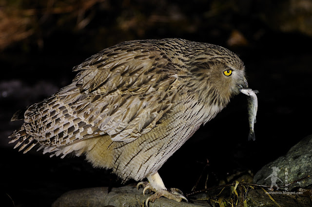 Asigaru's Nature Diary: The biggest owl