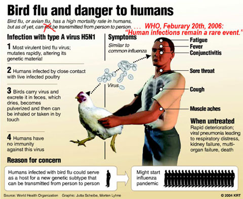 Bird Flu , Avian Influenza A ( H5N1 )