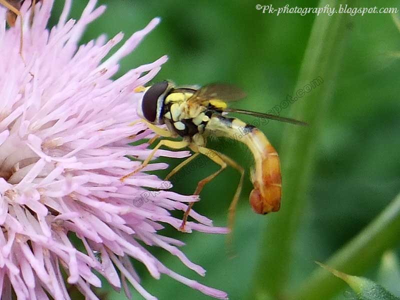 Insect Pollinators | Nature, Cultural, and Travel Photography Blog