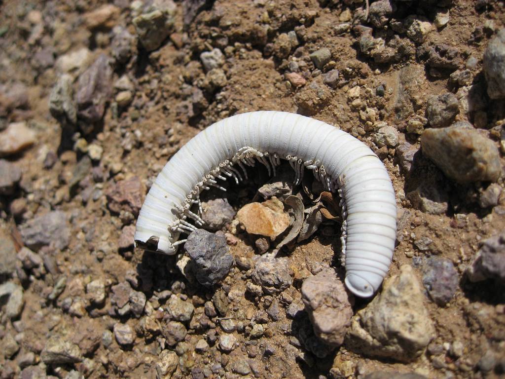 Ecdysis: When Growing Up is More than Skin Deep | The Ark In Space