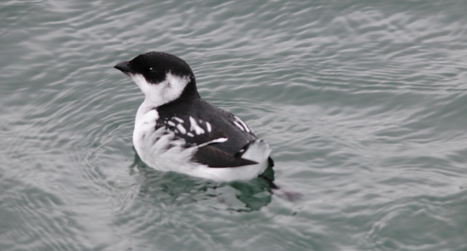 Little Auk - Serenity Farne Islands Boat Tours and Trips