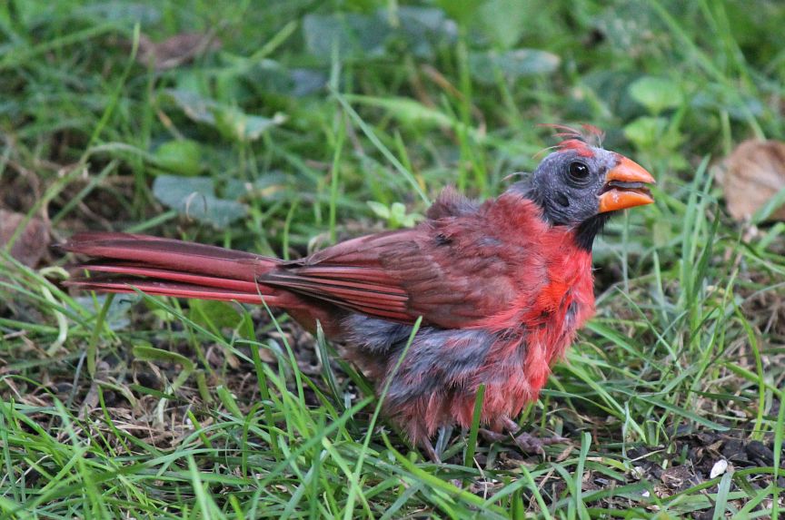 The Mare's Tales - Gypsy Mare Studios: Dog Sitting and Zombie Cardinal