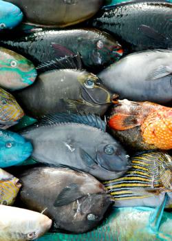 Tonga makes fish affordable as part of national fight against NCDs ...