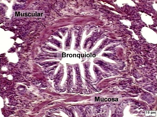 Dr. Rosivaldo Vet: HISTOLOGIA DO SISTEMA RESPIRATÓRIO