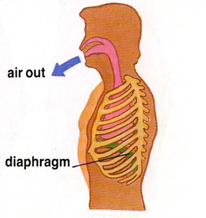 Respiratory System For Kids - How do we breathe?