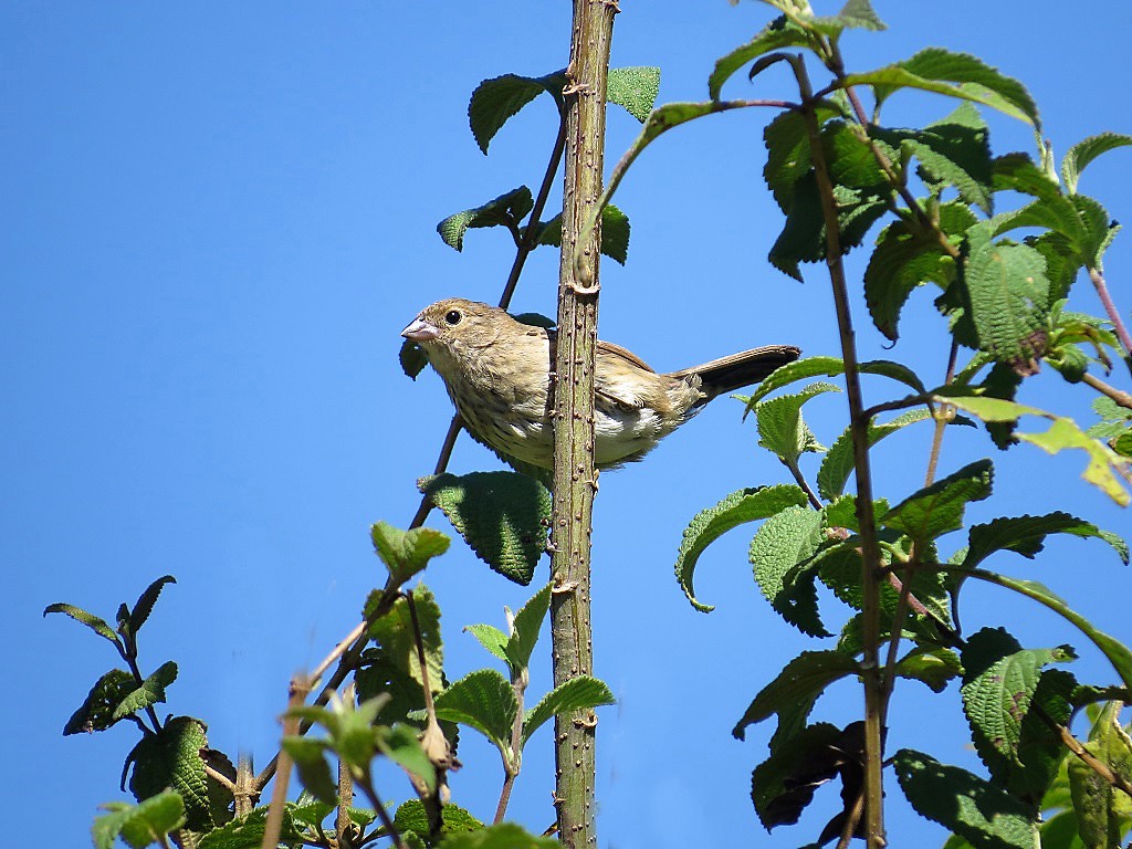 Passaros: tiziu (fêmea)