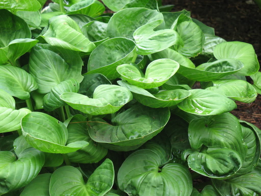 Dr. Dan's Garden Tips: Handsome Hostas