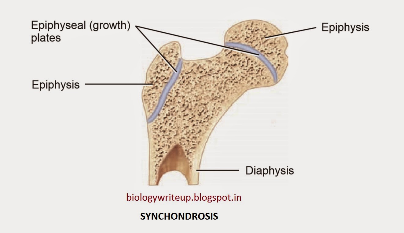 BIOLOGY WRITE-UP - BIOLOGY ARTICLES: JOINTS OF HUMAN SKELETAL SYSTEM ...