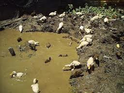 Mahat Terhebat Farm: Penternakan Itik Muscovy / Itik Nila / Itik Serati