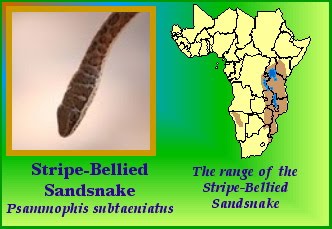 randuwa: East African Savanna: The Reptiles