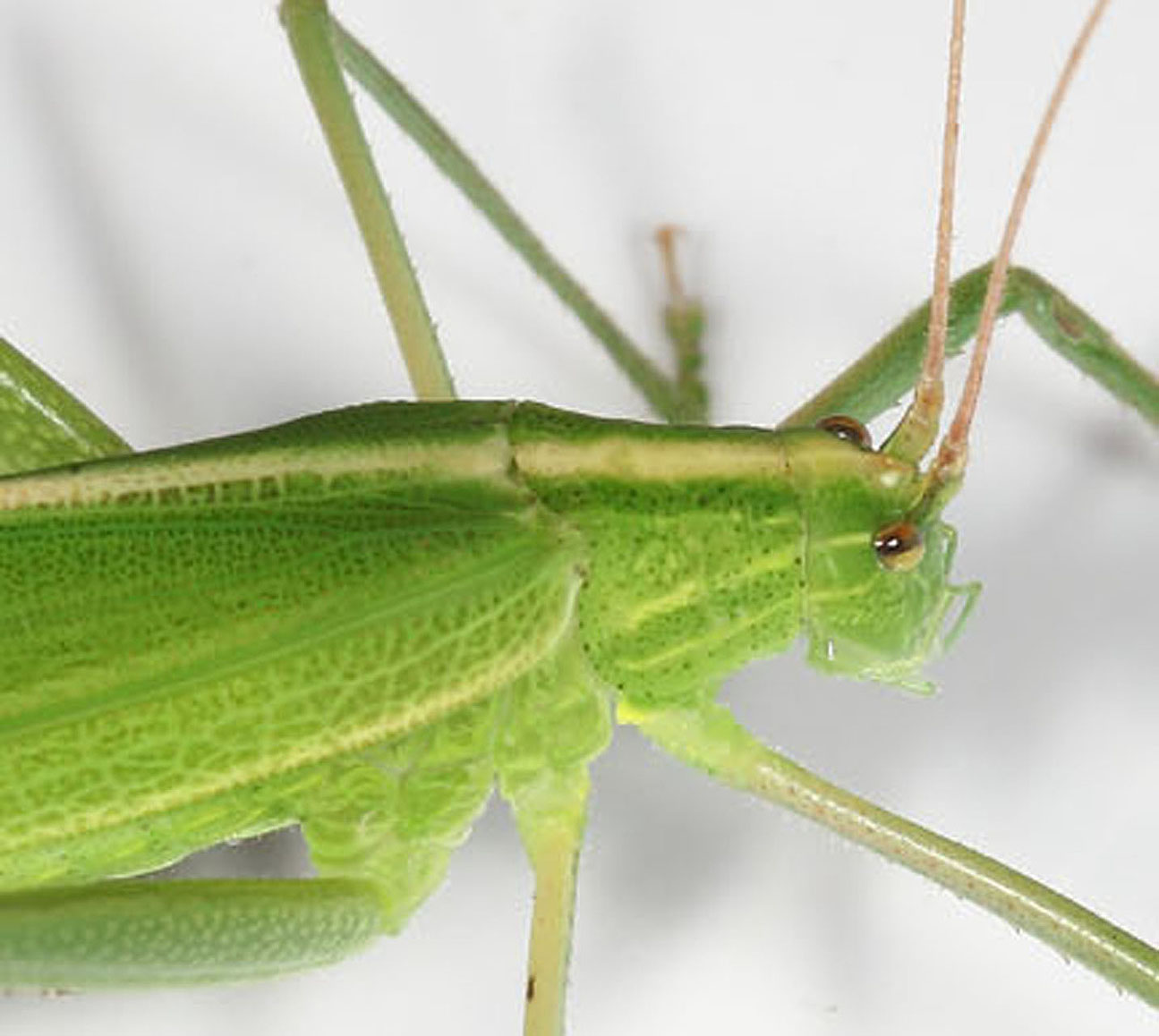 BunyipCo: A New Name for a Common Katydid