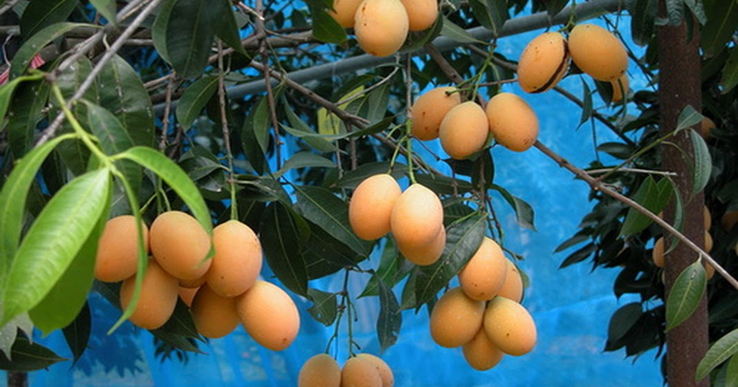 15 Health Benefits of Gandaria(Bouea macrophylla) ~ paperbuttercup