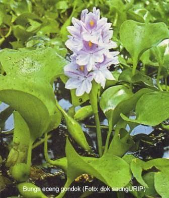 komunitas bunga: Bunga Eceng gondok