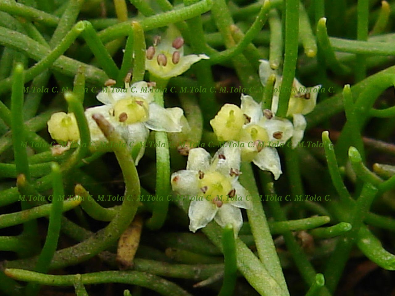 CUCHUCHO o KUCHUCHO: CUCHUCHO O KUCHUCHO