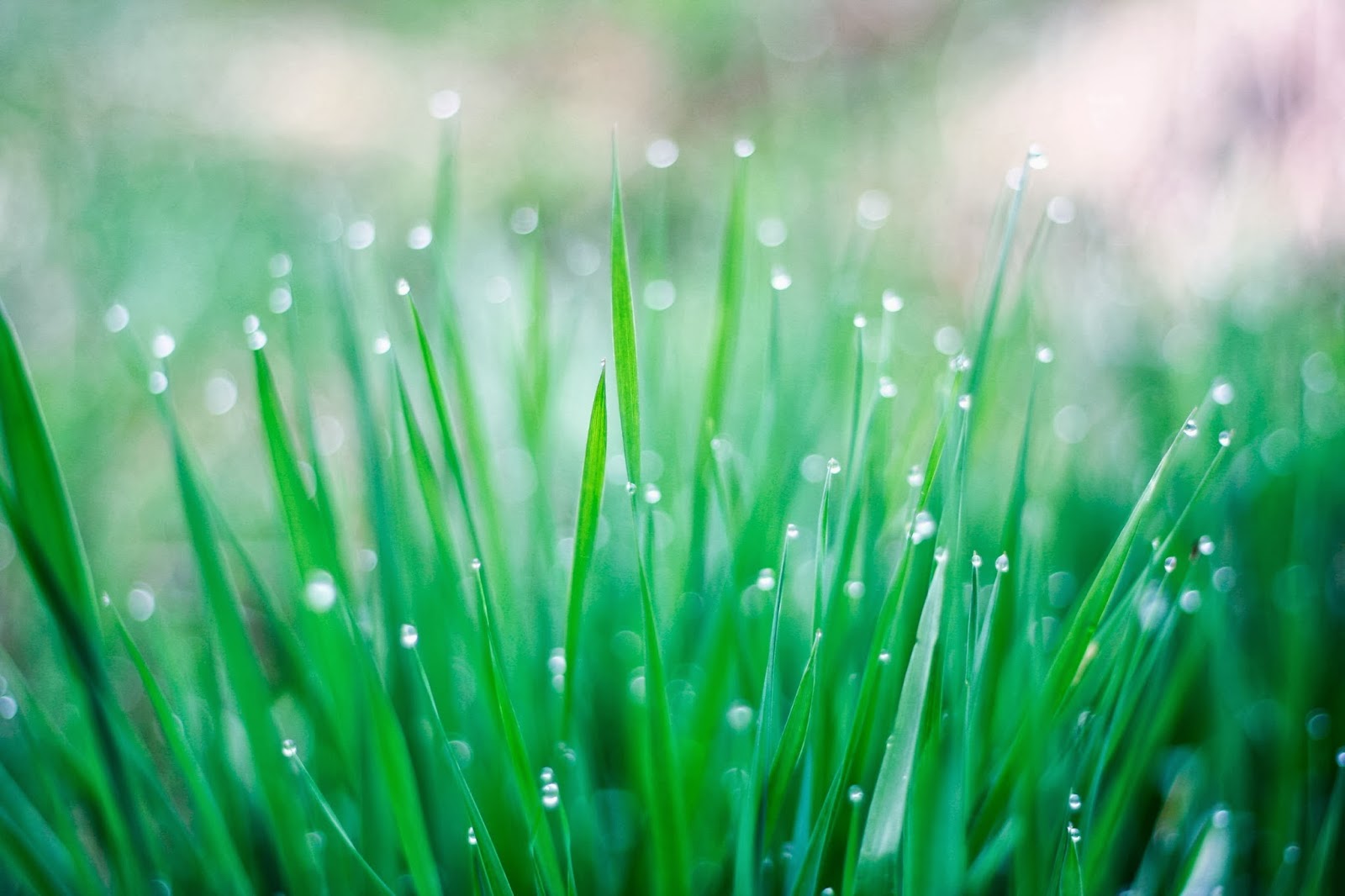 AUDIO: Prédica - "Reverdecer en el amor"