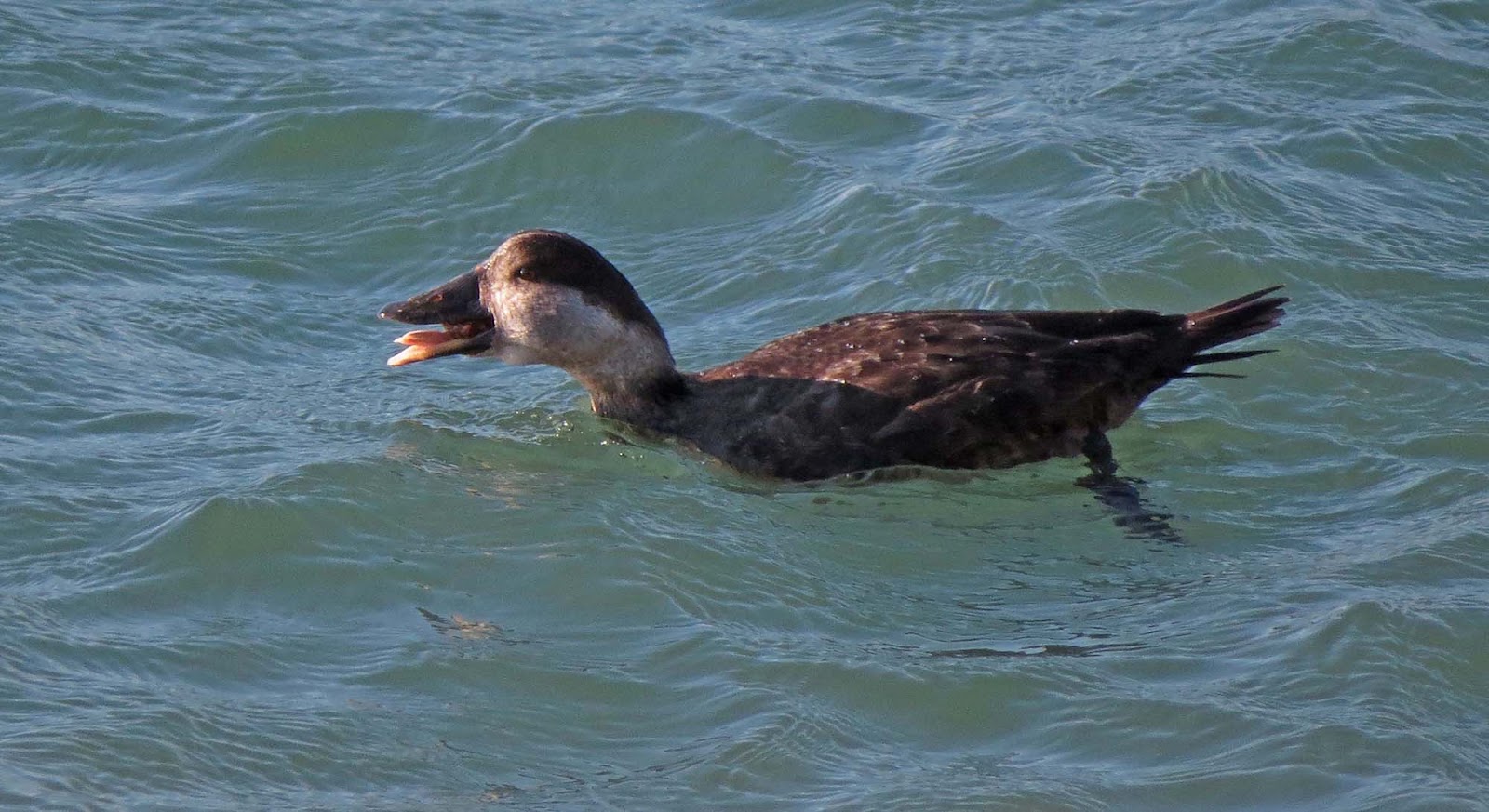 EXTREME BIRDWATCHING: NEGRÓN COMÚN (Melanitta nigra)