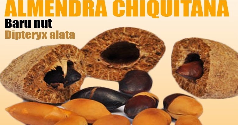 Almendra Chiquitana | Nature Value Bolivia