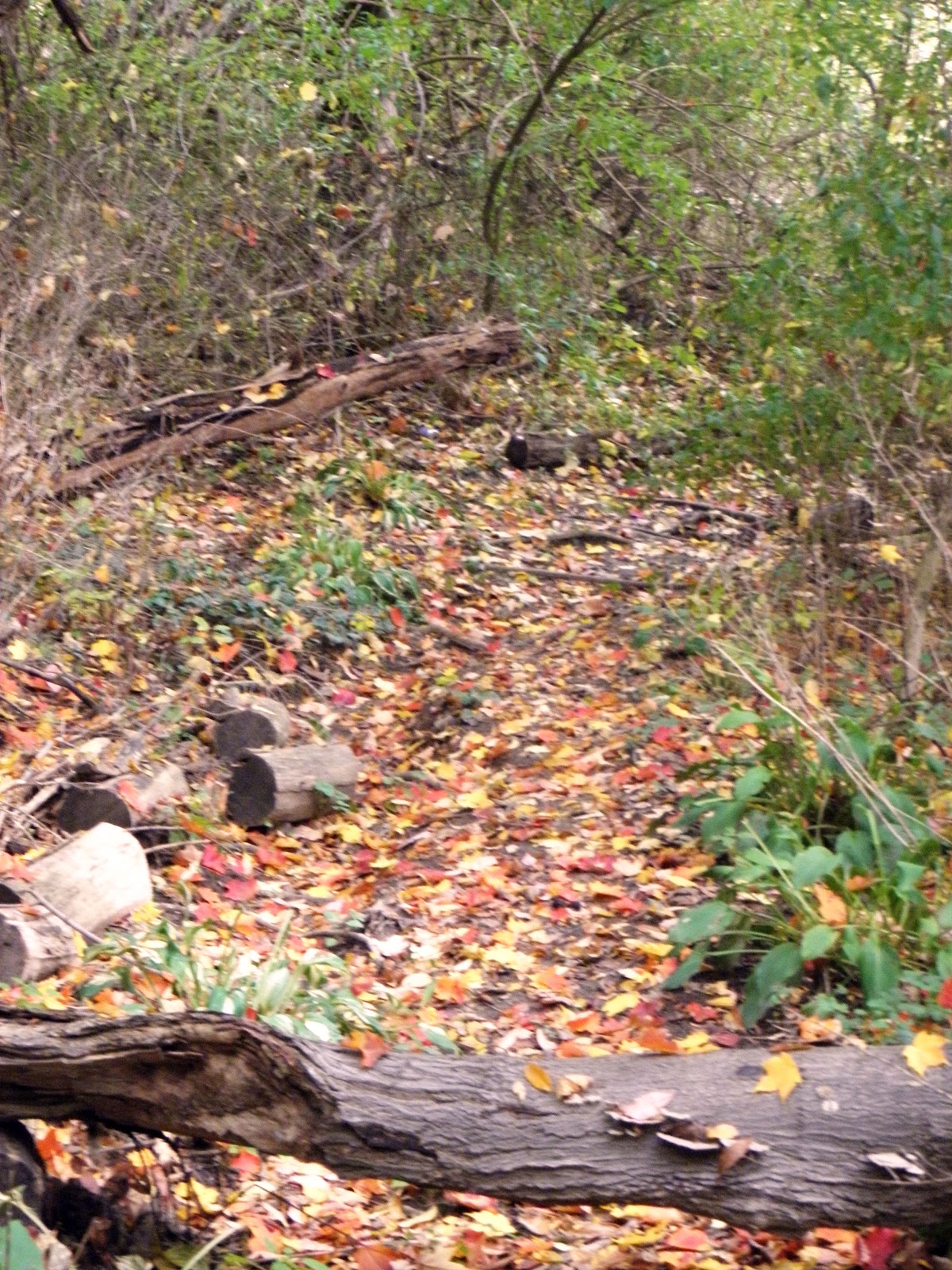 Fall Day October 8th, 2012