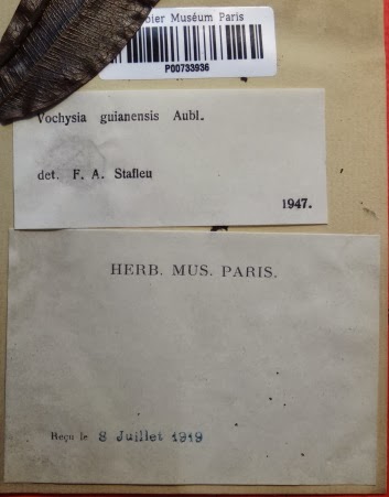 Jacques Huber and the Amazonian Botany: Plant collections