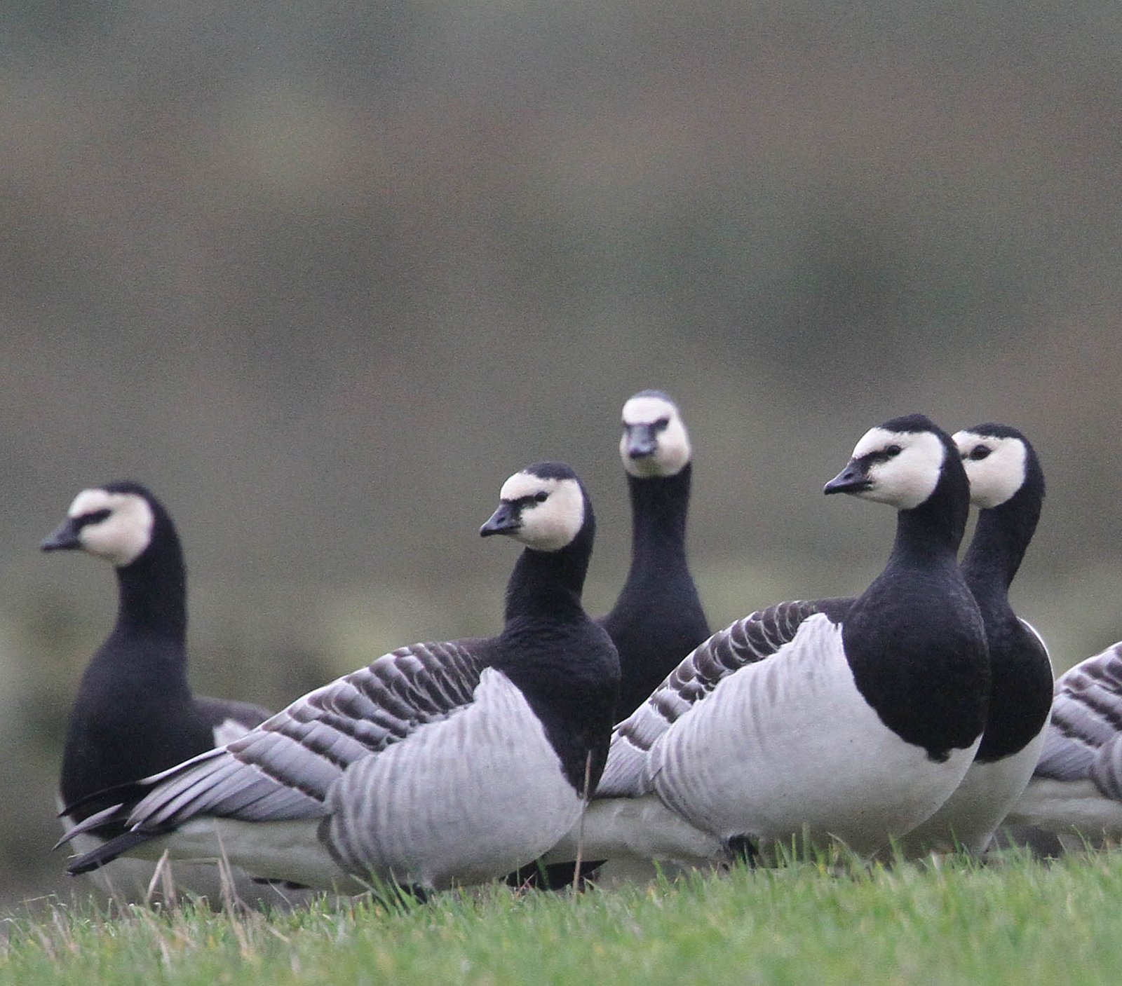 Pennine Skywatch: Barnacle Geese.... a few more snaps!... and "catchup"
