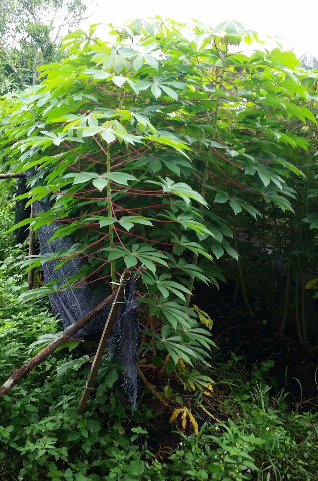 Warisan Petani: Ubi kayu 3 : Ubi Indon