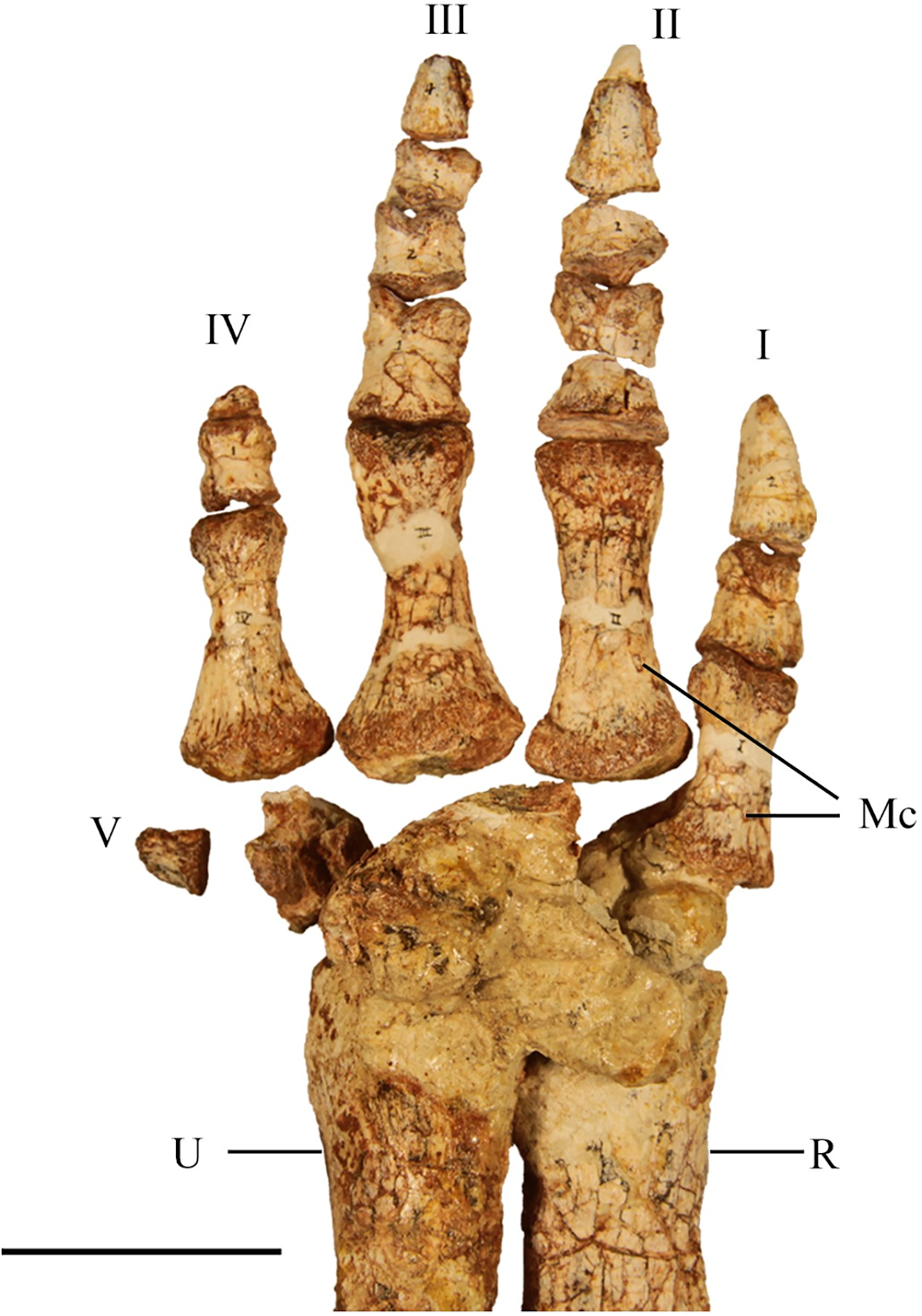 Equatorial Minnesota: The "Proctor Lake hypsilophodont": Convolosaurus ...