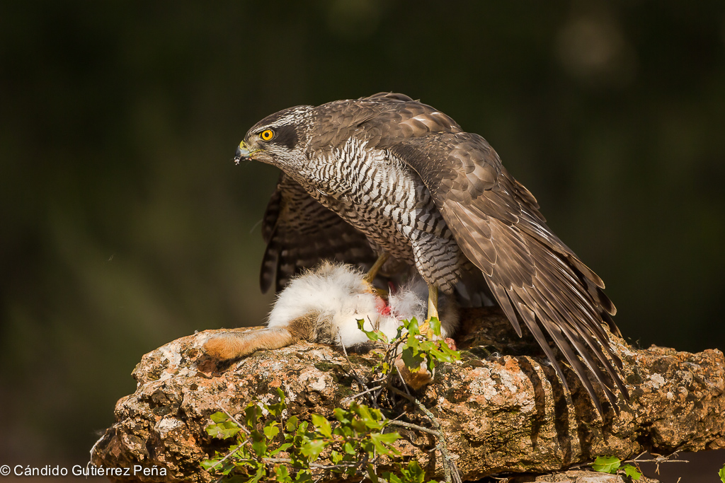 AZOR COMUN - Accipiter Gentilis | Observatorio de la Naturaleza