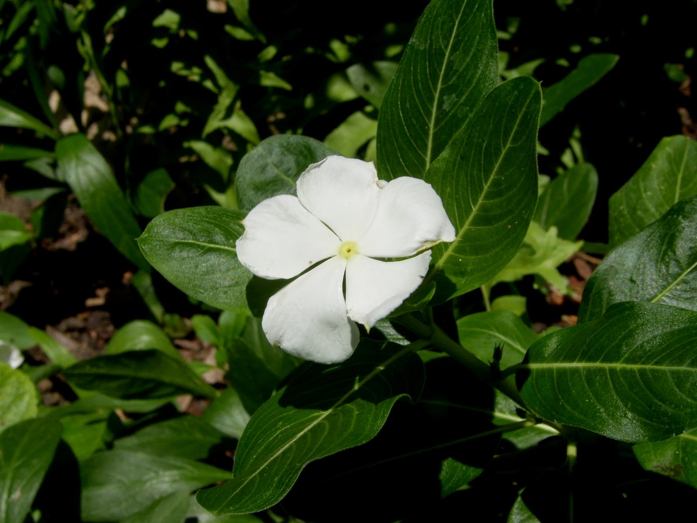 Garden Plants Tobago: Periwinkle Vinca Pure White ( Catharanthus roseus )
