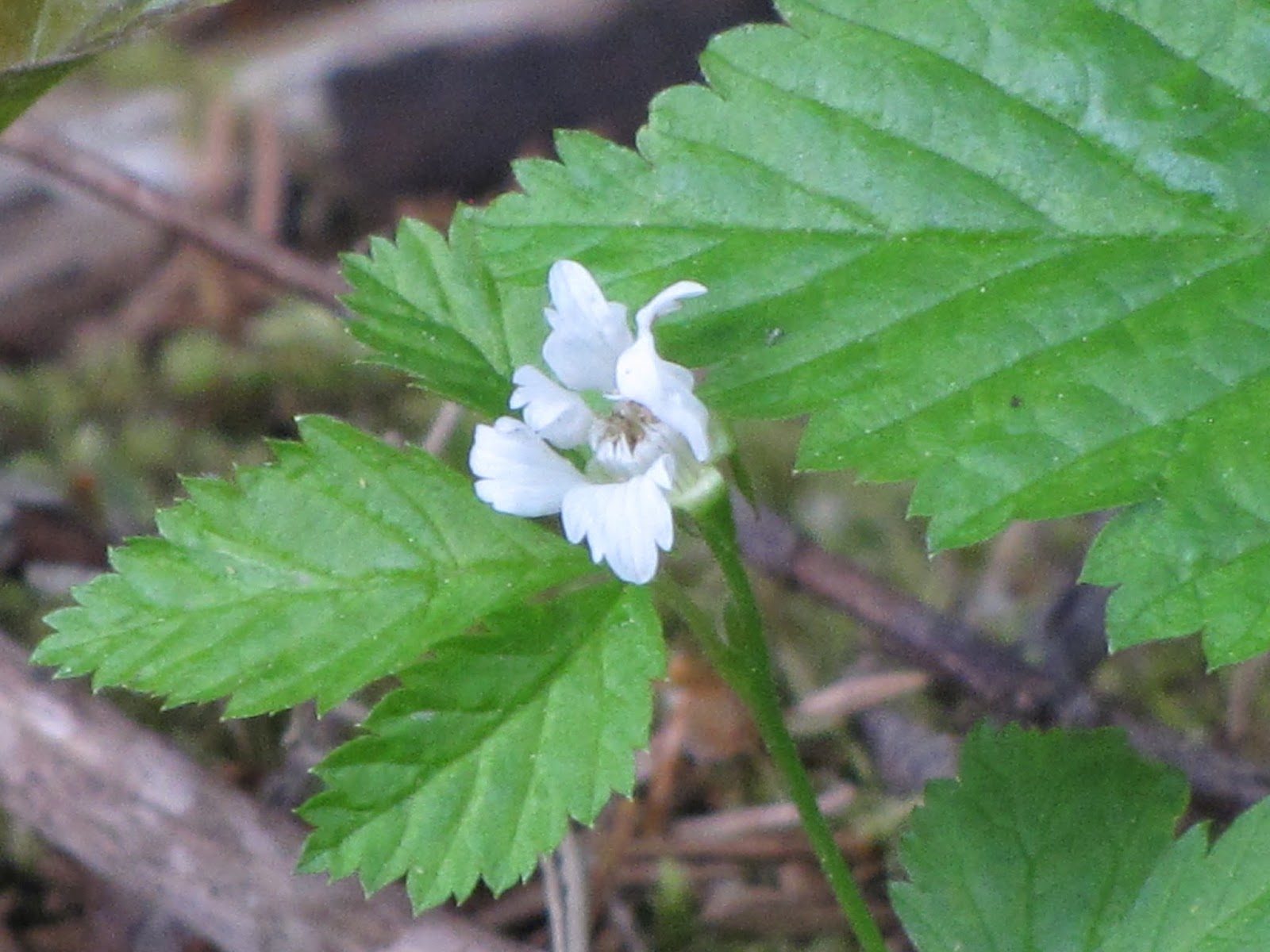 Le Blogue à Zonzon : Catherinette, catalinette (catherine)