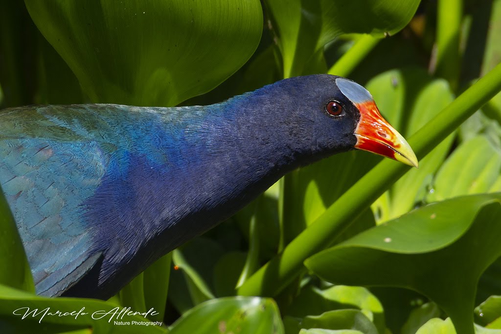 Aves del Nea: Pollona azul (Purple gallinule) Porphyrio martinicus