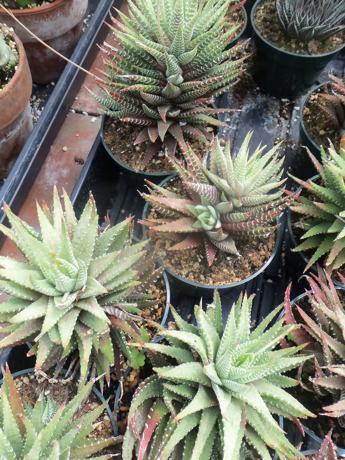 A Primitive Plot: Succulents at Graye's Greenhouse
