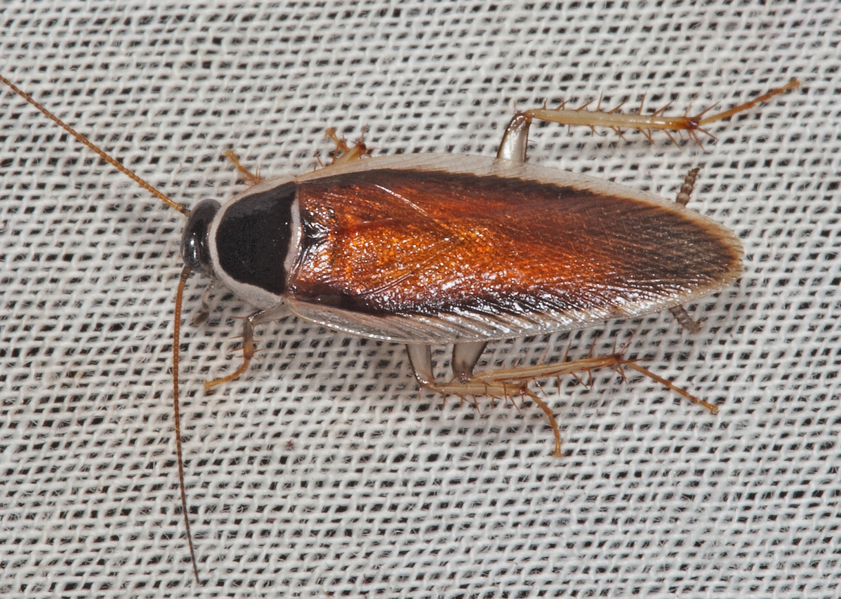 BunyipCo: March 2013