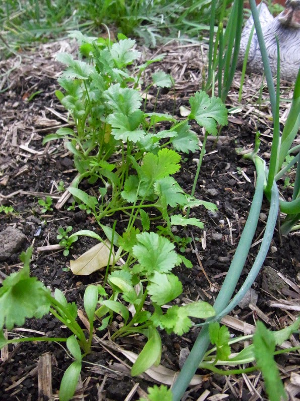 Garden amateur: Weedling or seedling?