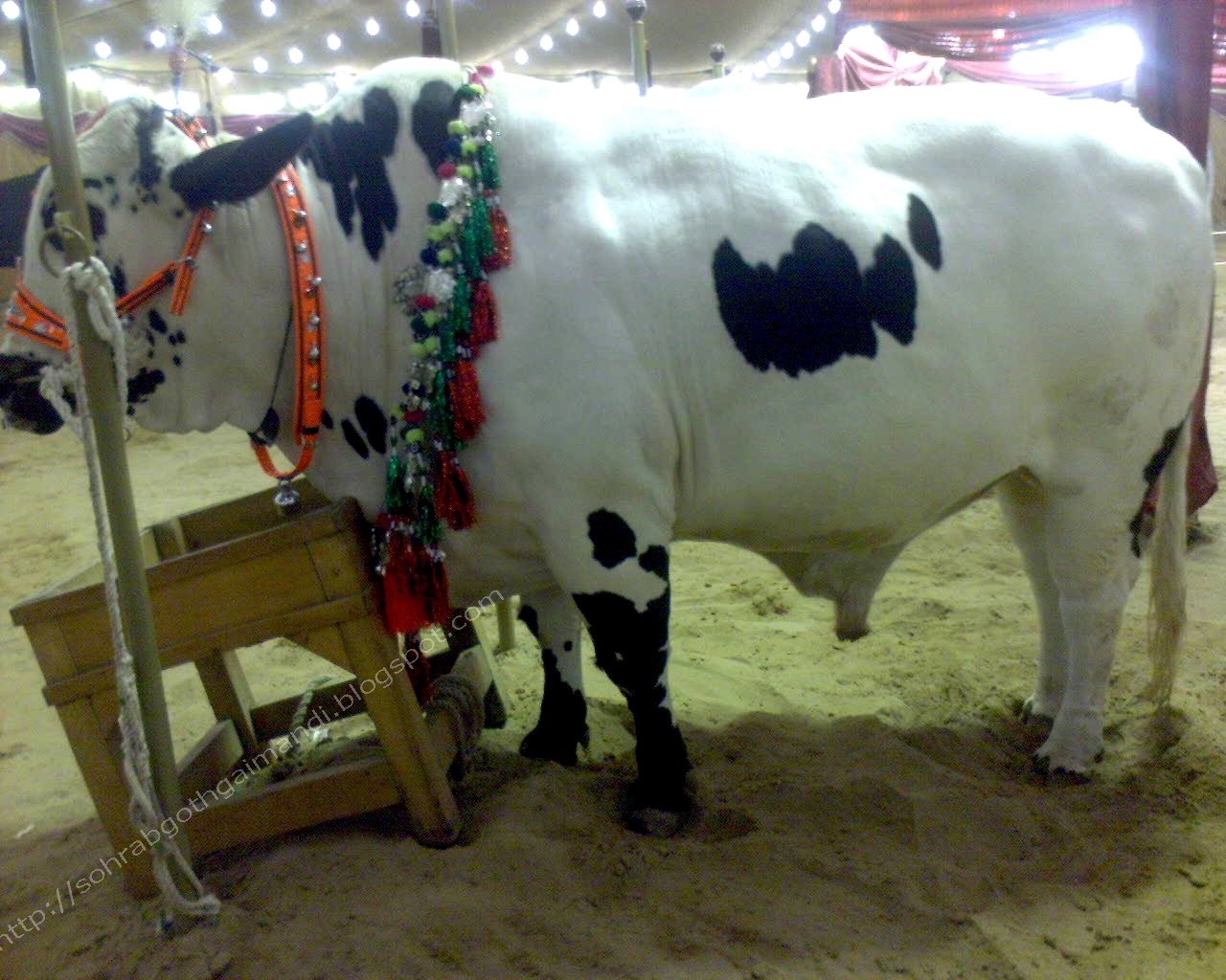 Sohrab Goth Gai Mandi Photos Gallery: Dilpasand Cattle Farm 2008