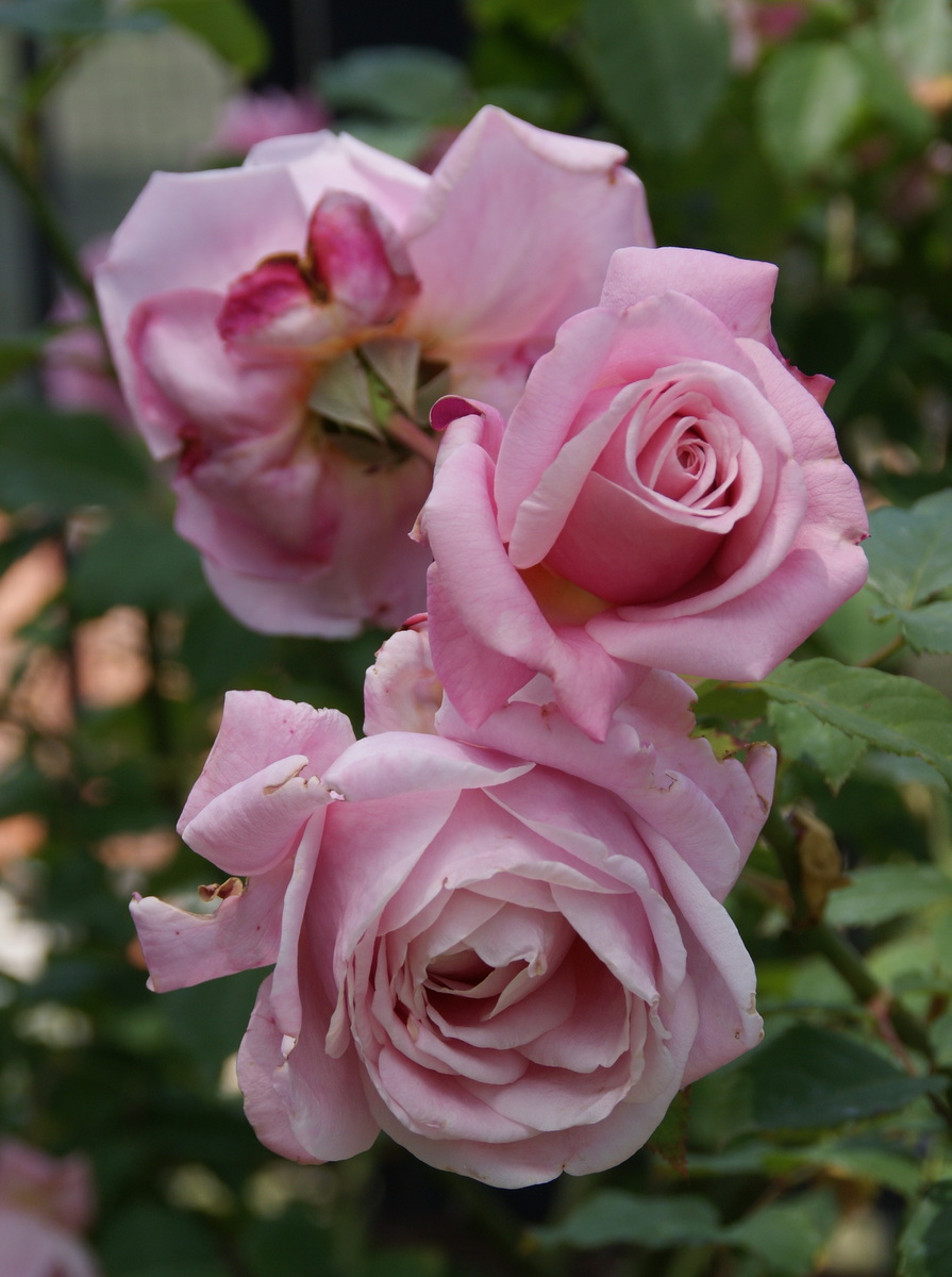 Organic Garden Dreams: May Roses