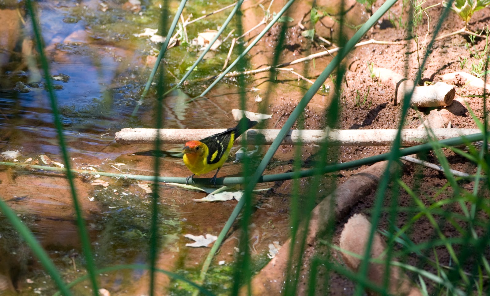 Garden Birds and other sightings...: Birding in Arizona - Day 4, Red ...