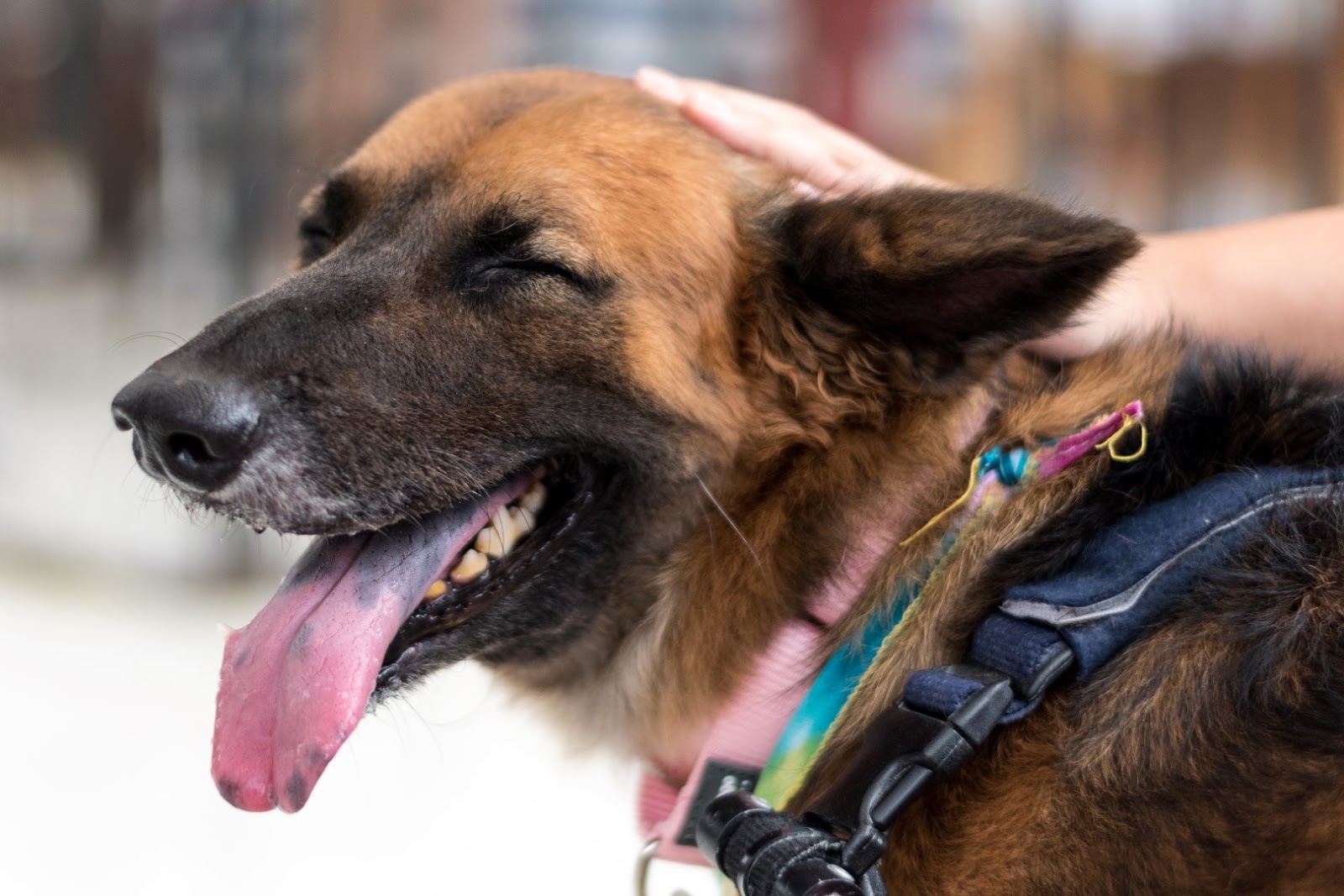 HOPE Dog Rescue: Adoption